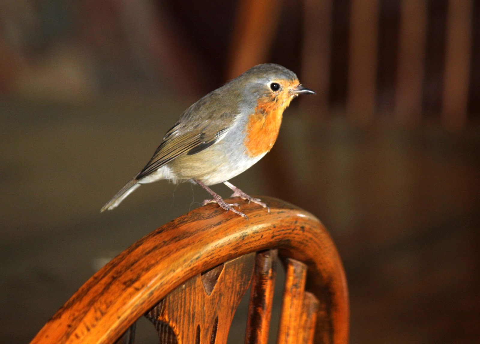 Watercolours With Life: Robin in Watercolour 2016