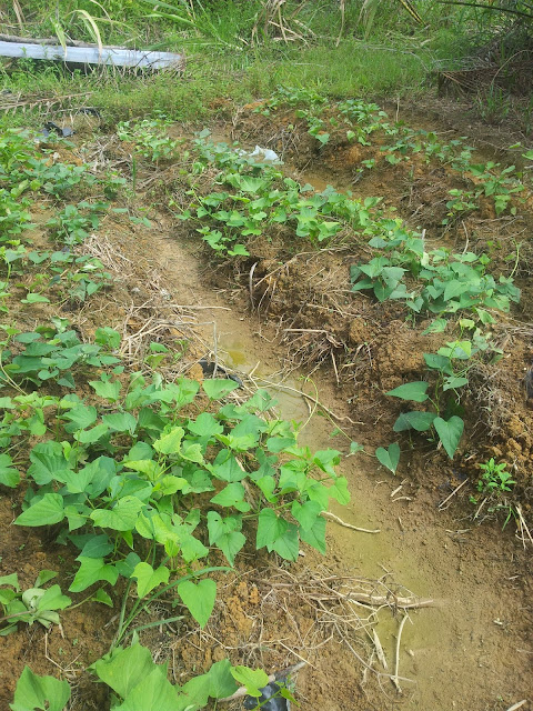 Tanaman Halia: UBI RAMBAT