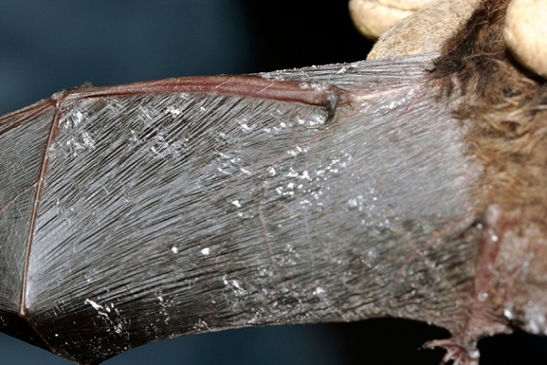 Bacteria may help bats to fight deadly fungus