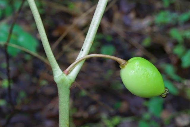 Springfield Plateau: Mayapple Fruit