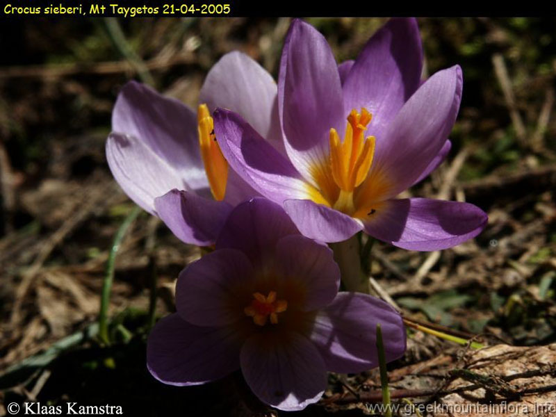 The Country Of Crocuses: Crocus sieberi subsp. nivalis (C. atticus ...