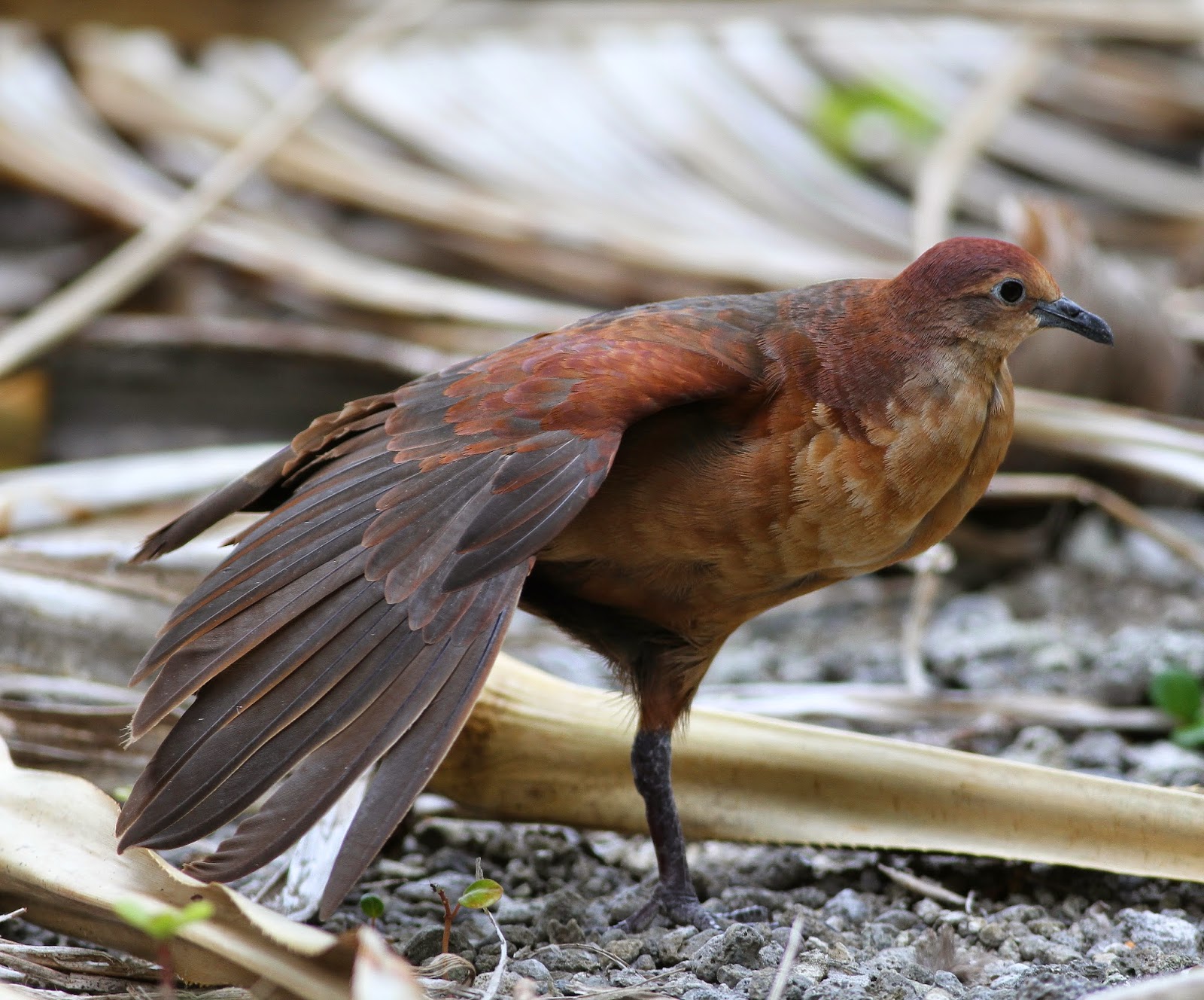 Birding Poole Harbour & Beyond: 13 Nov 14 - The Female Of The Species
