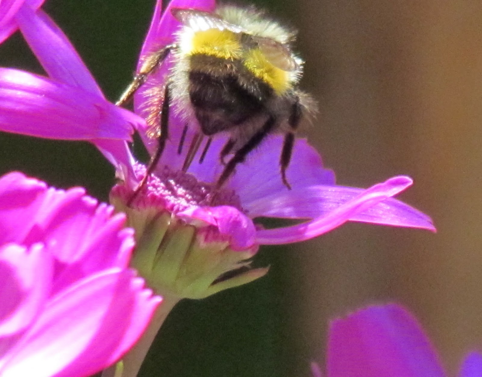 Scene Through My Eyes: Random 5 Friday - and some flowers and birds