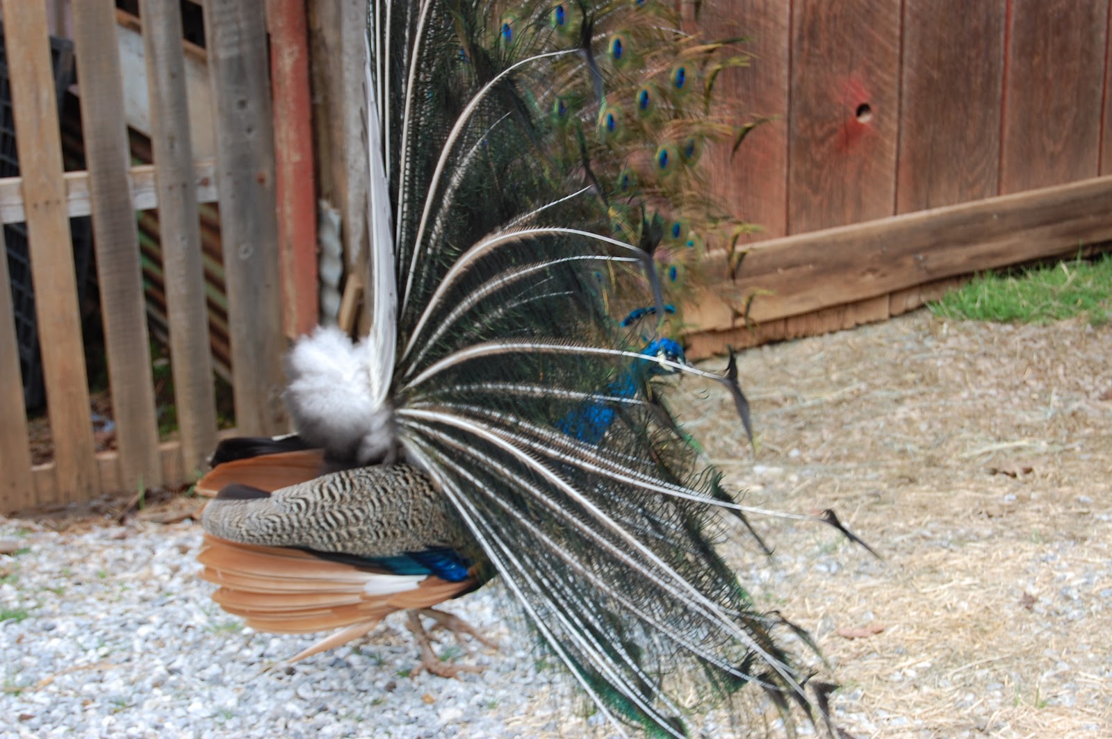 Over Good Ground: Have you ever heard a donkey bray?