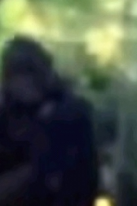 Phantoms and Monsters - Real Eyewitness Cryptid Encounter Reports