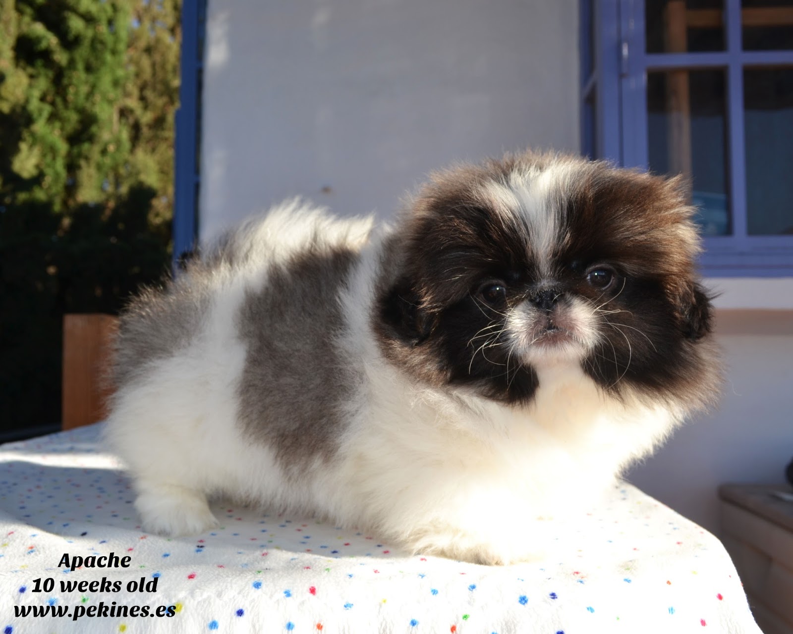 Colour and Markings in the Pekingese - Colores y marcas en el pekinés ...
