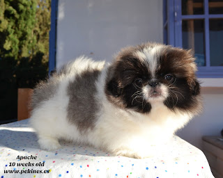 Colour and Markings in the Pekingese - Colores y marcas en el pekinés ...