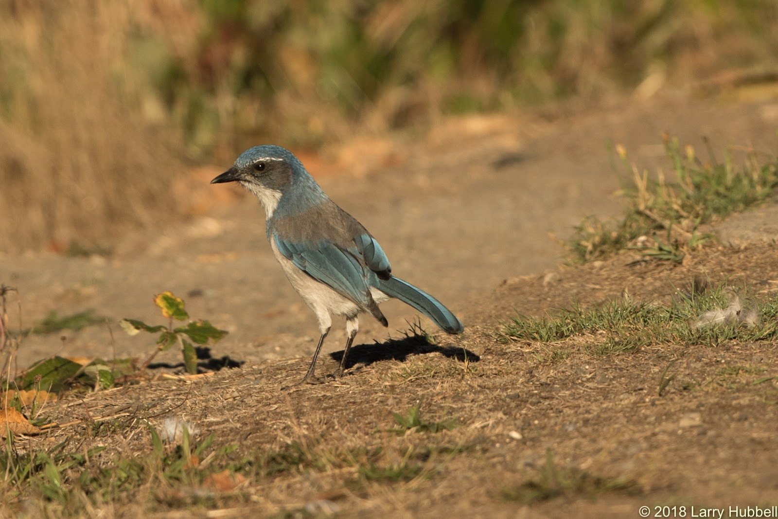 Union Bay Watch : The Blue-Grey Acorn Jay