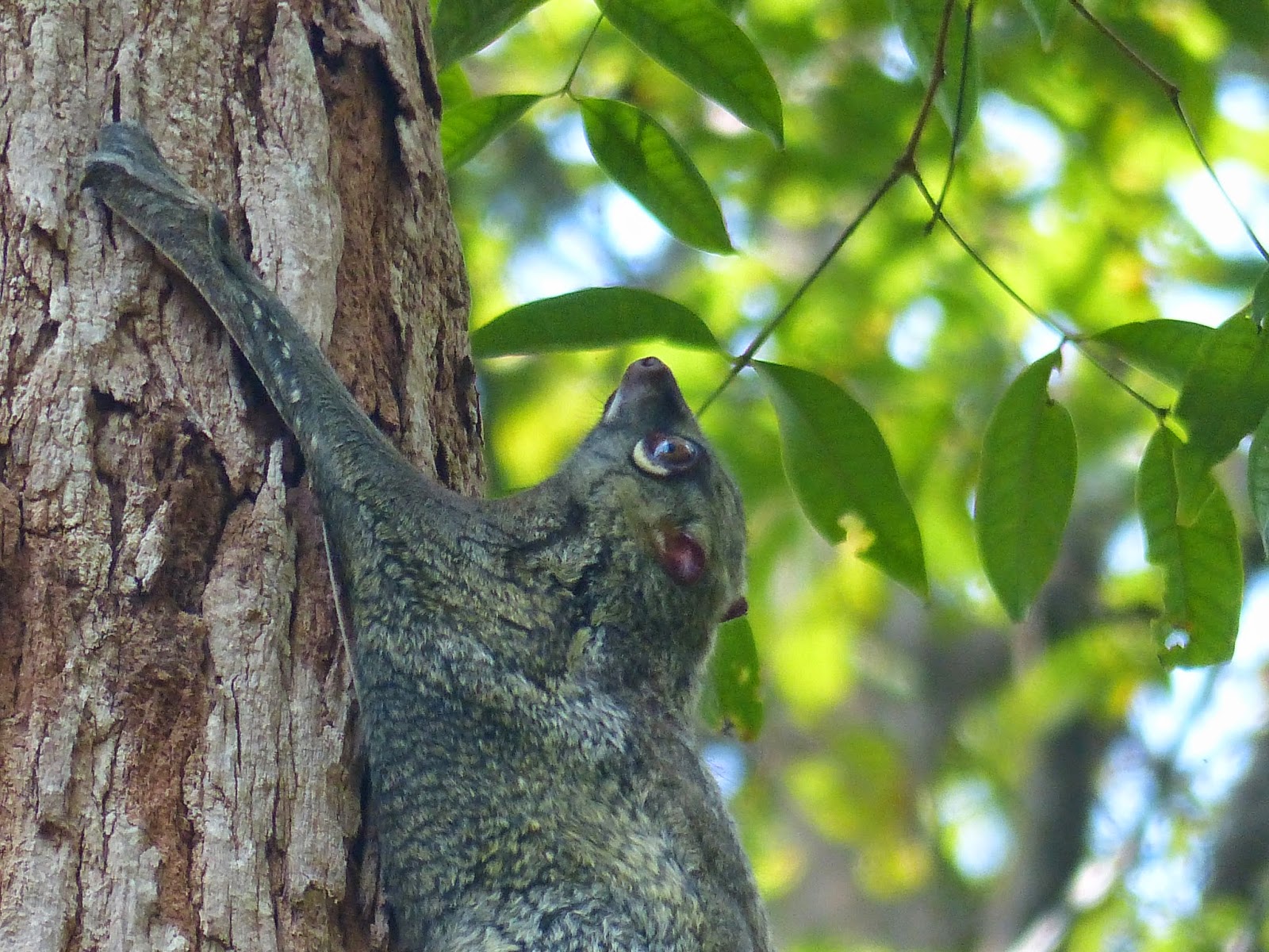 Los cuadernos de Calpurnia: Colugo o Malaysian flying lemur