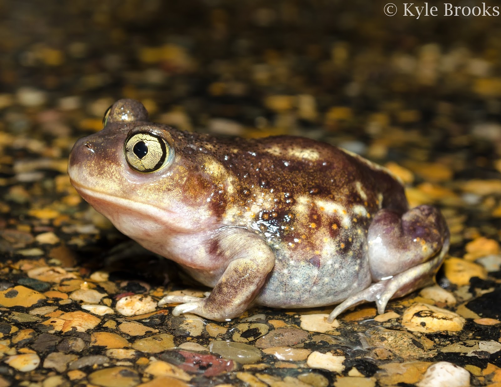 On the Subject of Nature: My 2017 Amphibian Review