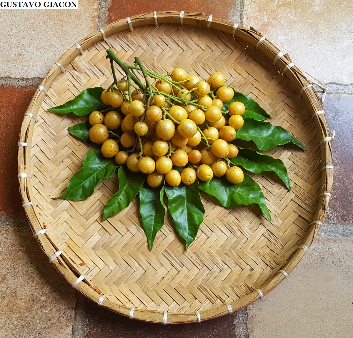 Viveiro Ciprest - Plantas Nativas e Exóticas: Clausena ou Wampi ...