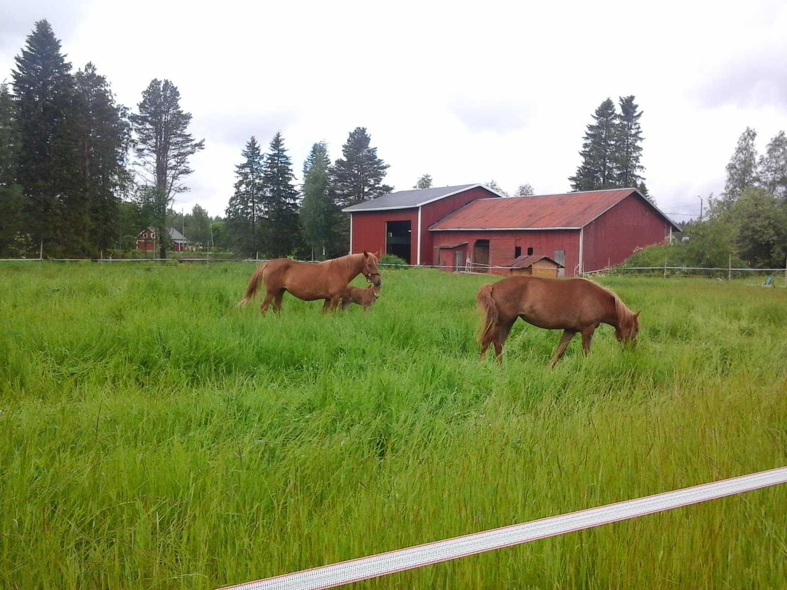 Suojoki ja Piikkilänkylä: Huutokauppa Suojoella