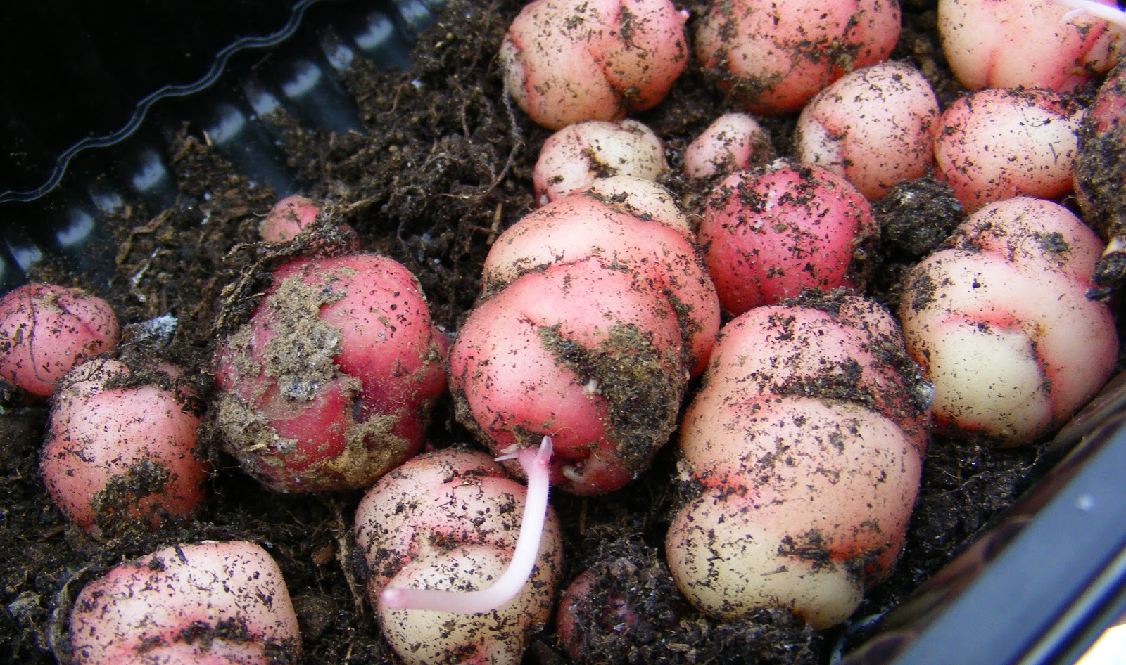 Growing Oca: True Oca Seed — Germination and Selection