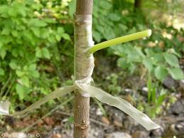 Biología didáctica: Injertos Vegetales