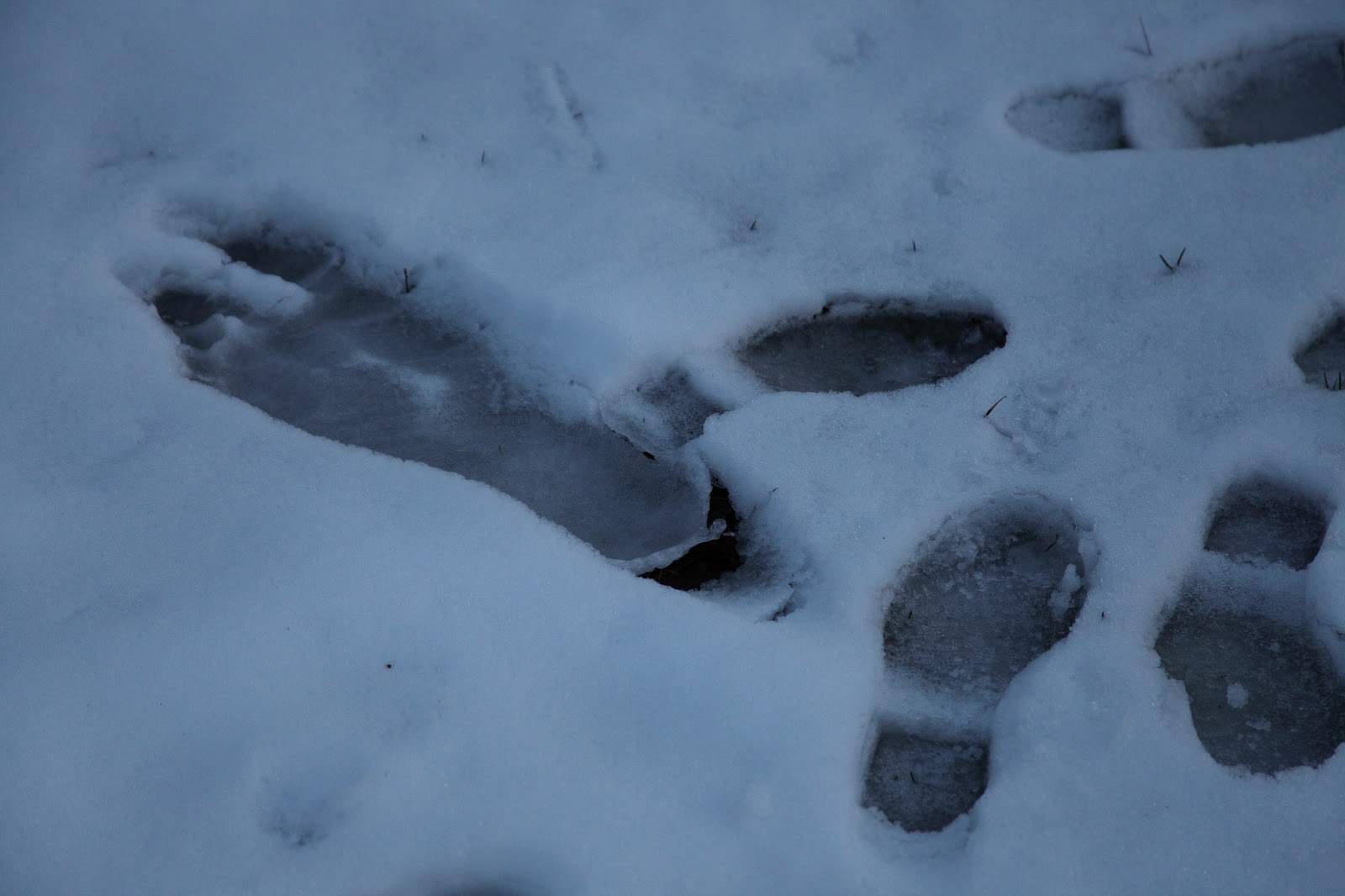 Beacon Bigfoot: Footprints in the snow