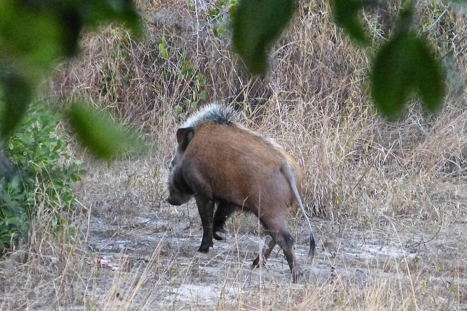The Memory Wanderer: African Bush Pig