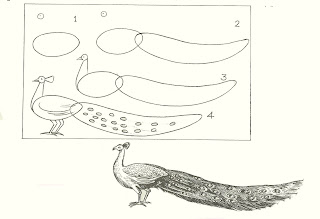 studentsdrawing: ANIMAL STEP BY STEP EASY OUTLINE DRAWING-BIRD-PECOCK