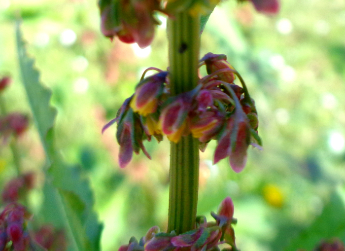 Flores silvestres de color rojo o naranja - 3