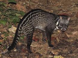 Jenis-jenis Musang :MUSANG LOVERS INDONESIA ( MLI )