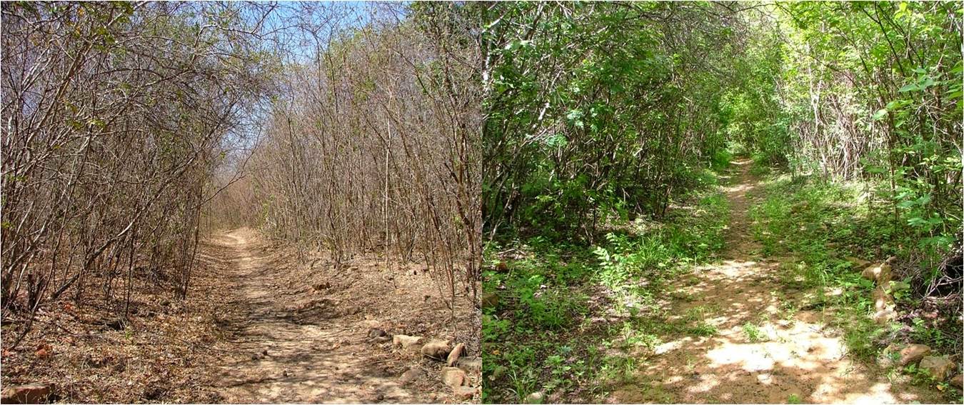 Professor Moisés de Oliveira: Paisagem do Bioma Caatinga