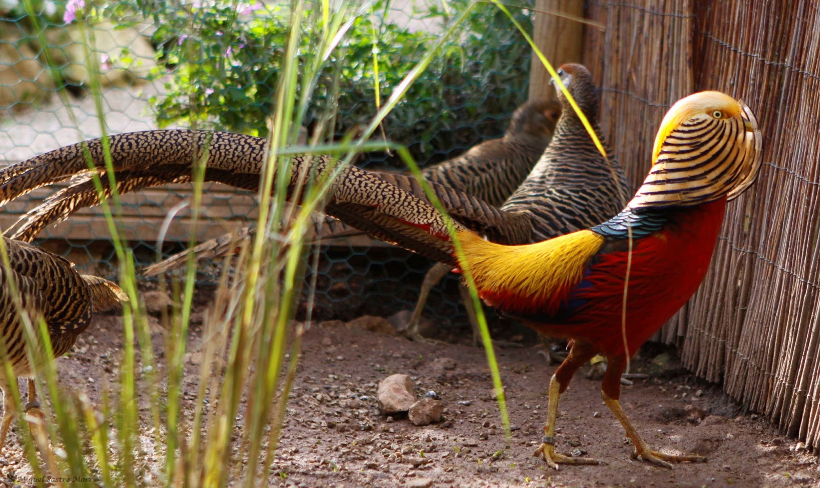 BIRDS OF SON PUÇA: FAISAN DORADO