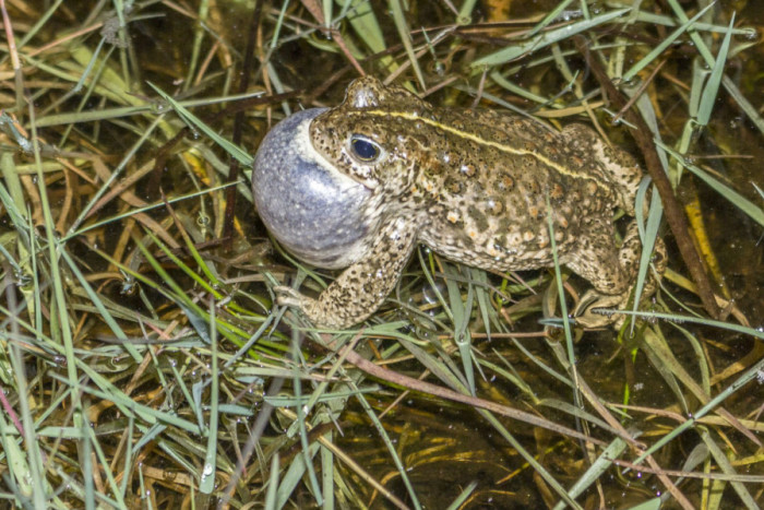 Walk In The Park: There Was a Frog in Ireland - Frog Nerds Plan a Holiday