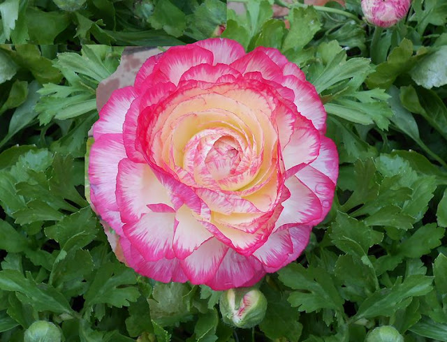 My Virtual Garden: Chicago Botanic Sp