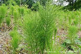 Perspektiva Magazin: Poljska preslica (Equisetum arvense) kao lijek ...