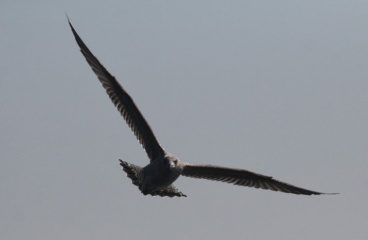 New England Coastal Birds: Part 2 continues......Rhode Island "Finally ...