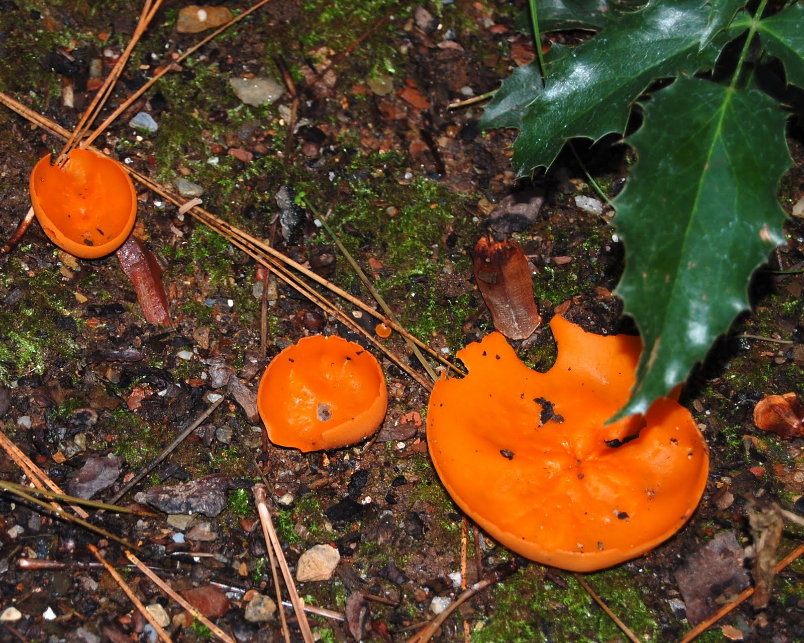 blackoaknaturalist: In search of exotic fungi