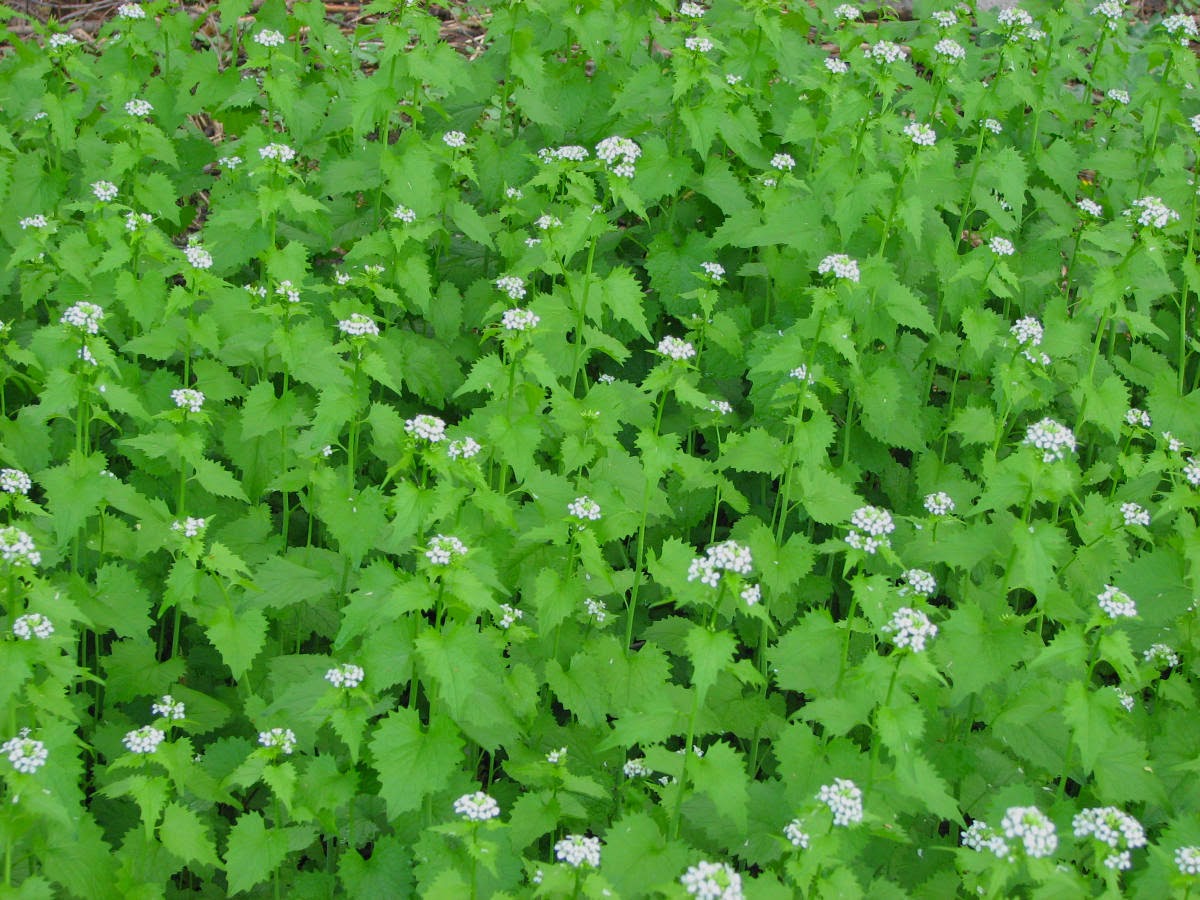 Backyard Patch Herbal Blog: Garlic Mustard (Alliaria petiolata) - Herb ...