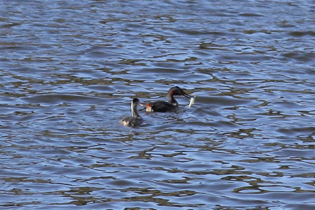 mis fotos de aves: Podiceps major Macá Grande Great Grebe