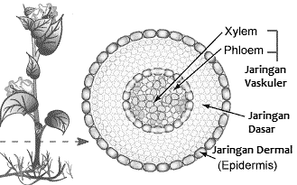 STRUKTUR PADA TUMBUHAN ~ MATERI DAN SOAL IPA UNTUK SMA