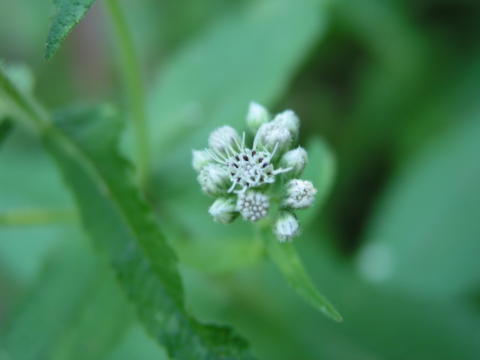 Herbs, Health and History: Lovely "Weeds" ; Boneset