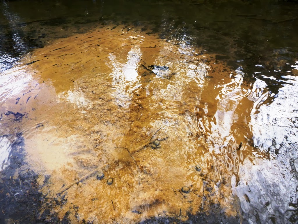 The Urbane Forager: Boiling Sands in Spring