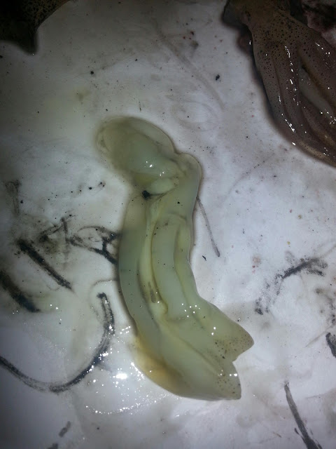 Caitlin D. Marine Science