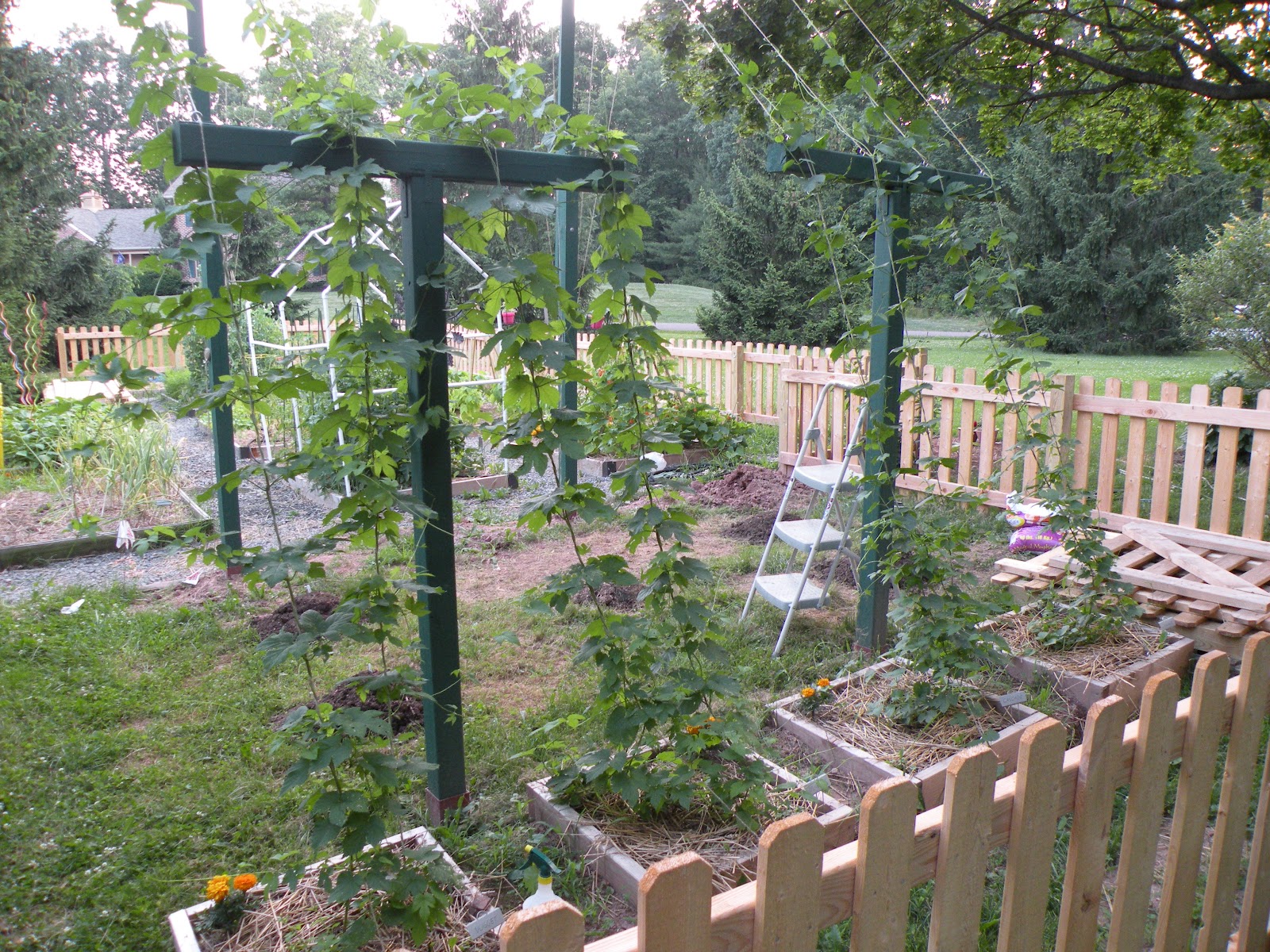 Harleysville Homestead: Hop Trellis Build Part 2