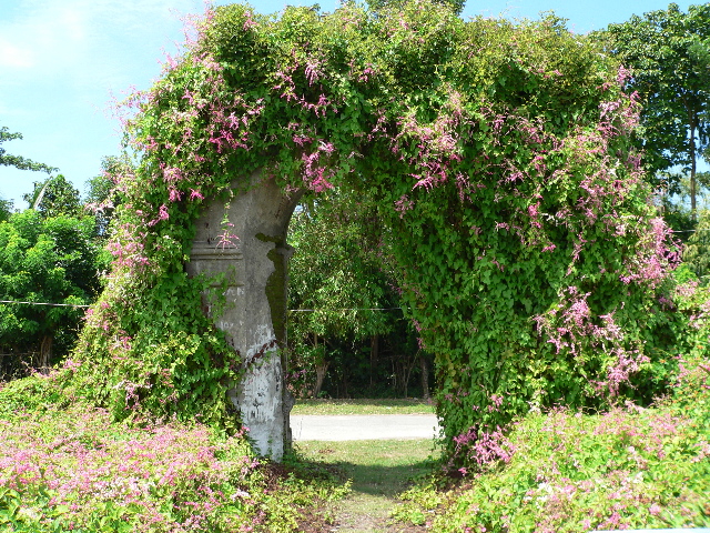 invitation to smell the flowers ...: Chain of Love