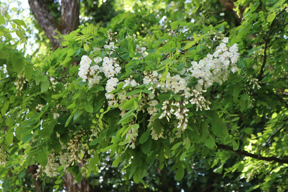Expédition biotope du Robinier