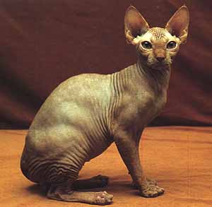 Katės veislė: Sfinksas
