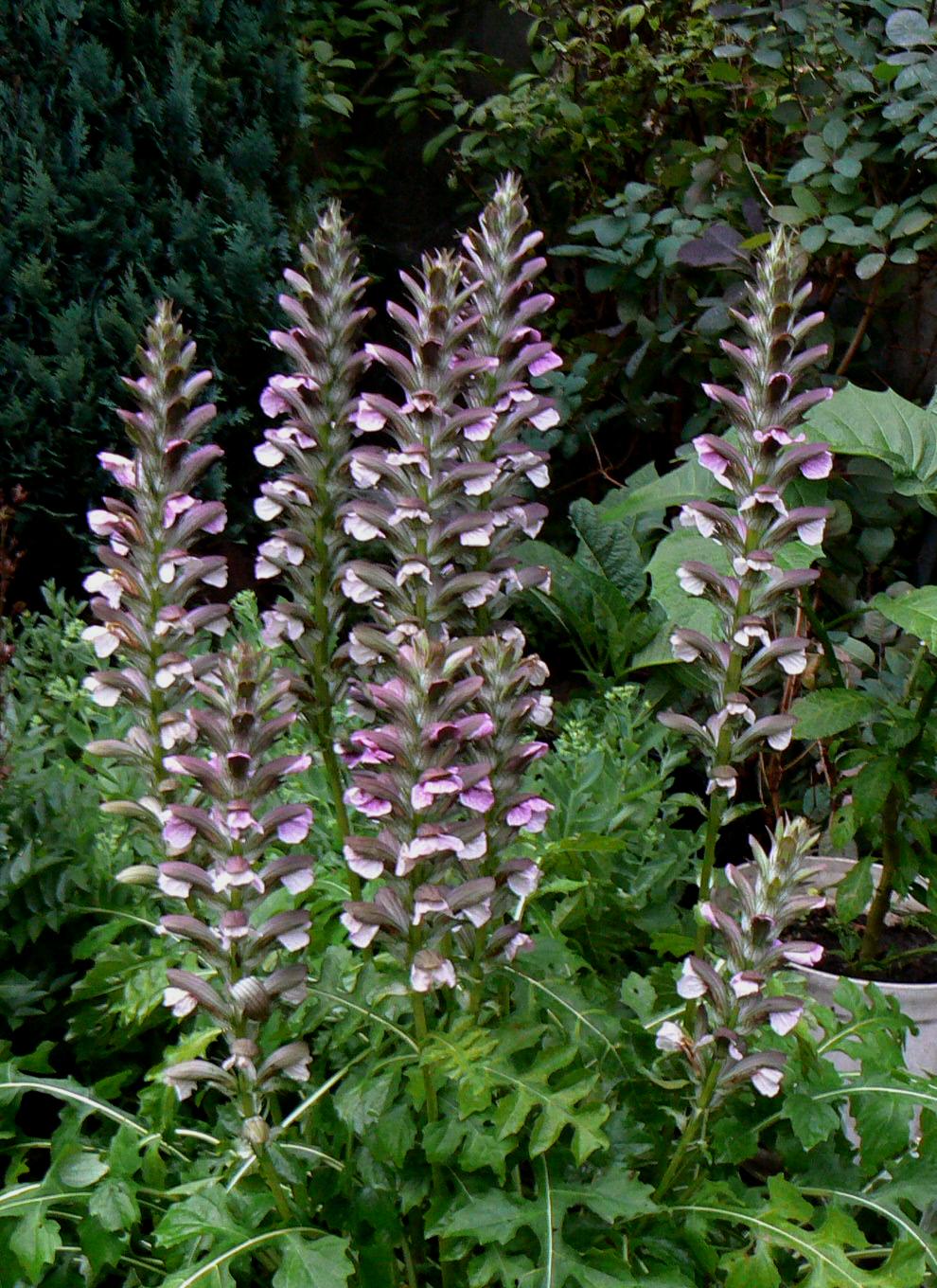 Garden KaRo: Akant długolistny