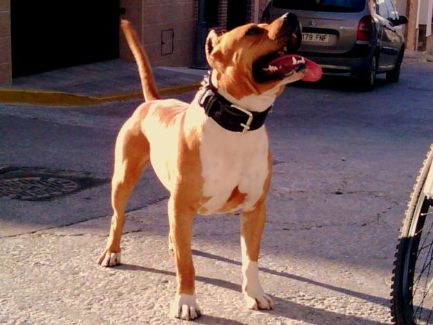 american stanford | american stanford