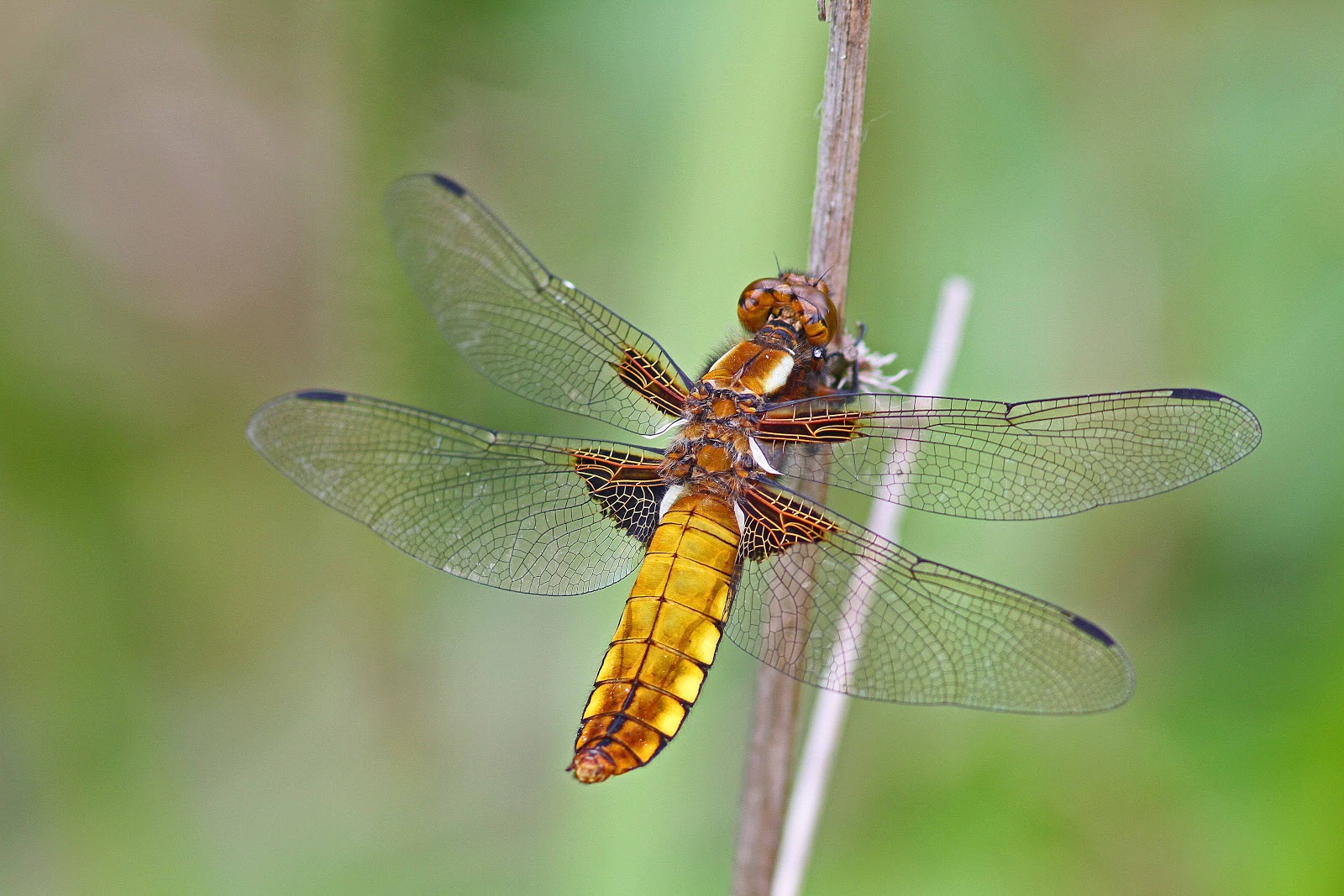 Non-Stop Birding: Insect Emergence