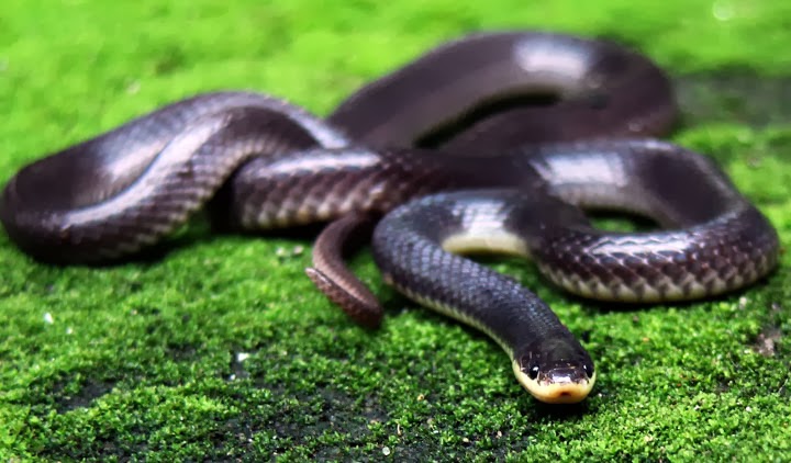 Lesser Black Krait - Reptiles World