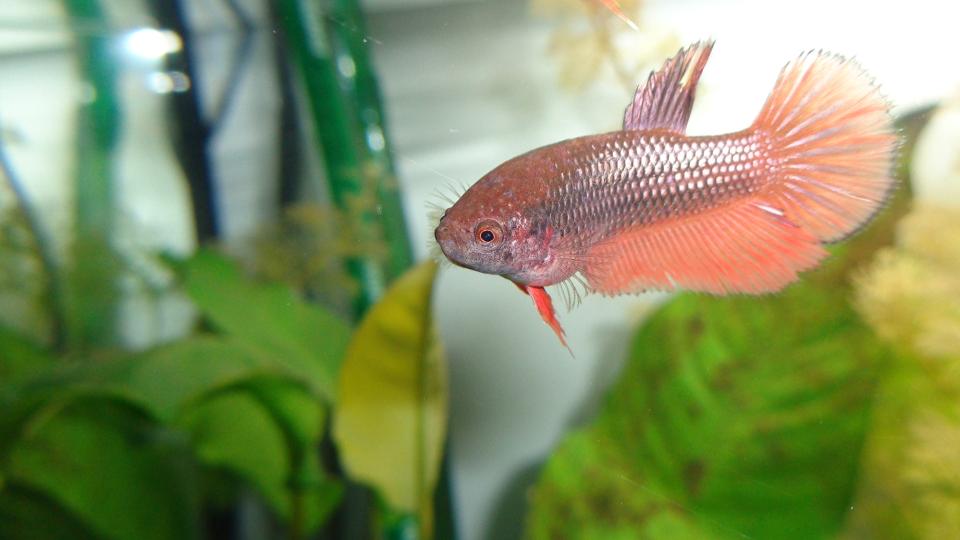 Vand Betta: Betta femela orange copper superdelta (D1F1)