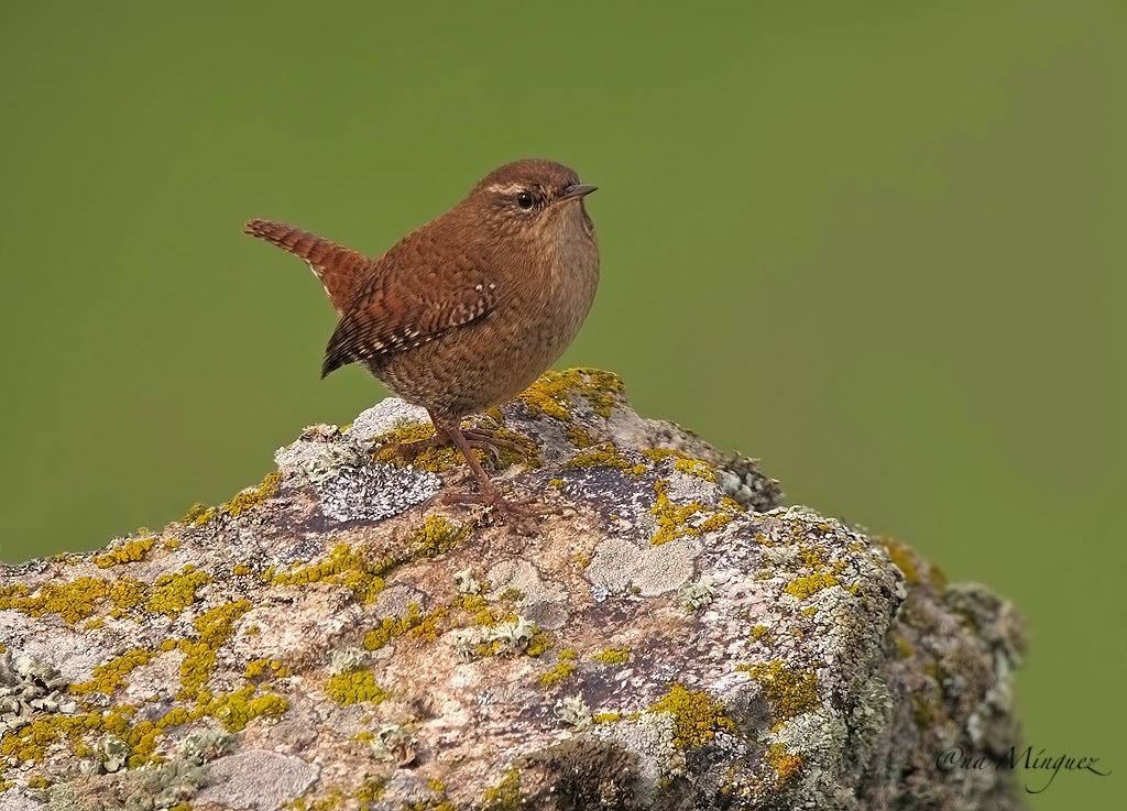 NATURANAFOTOS: Chochín común