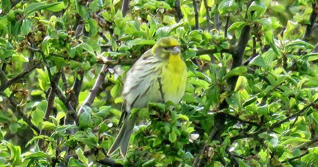 Portland Bird Observatory and Field Centre: 1st May