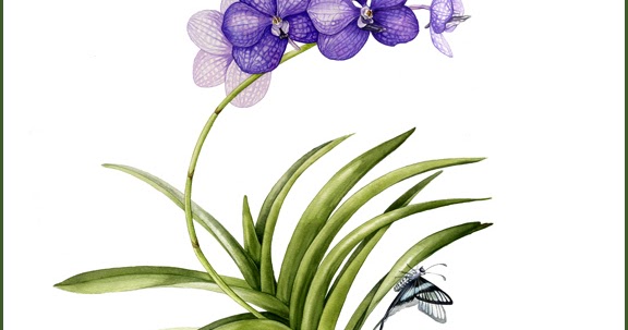 Draw the Beauty of Nature with Mindy Lighthipe: Botanical Fine Art ...