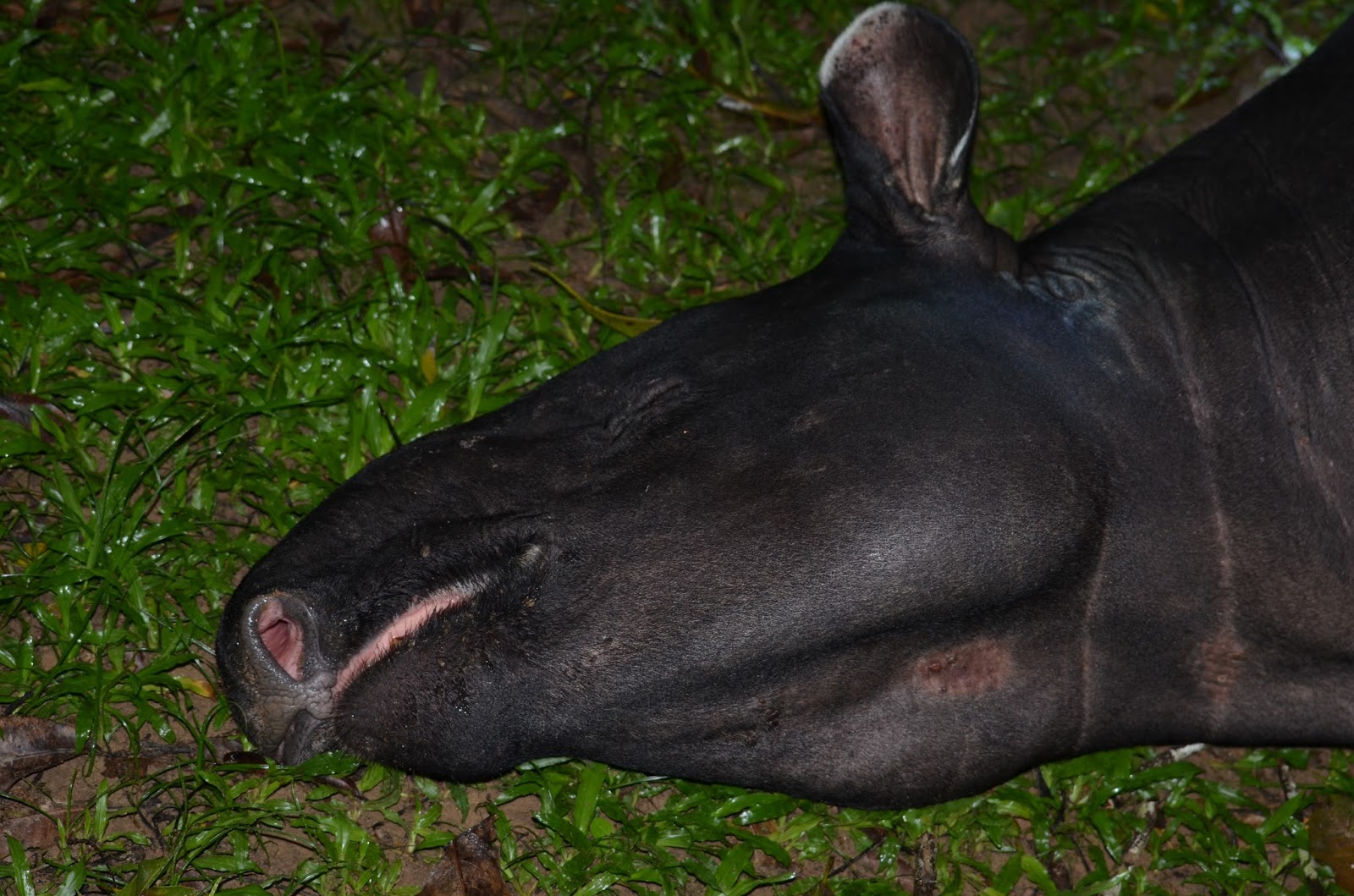 Wildlife of S. E. Asia and S. America. A Photo Journal by Francis ...