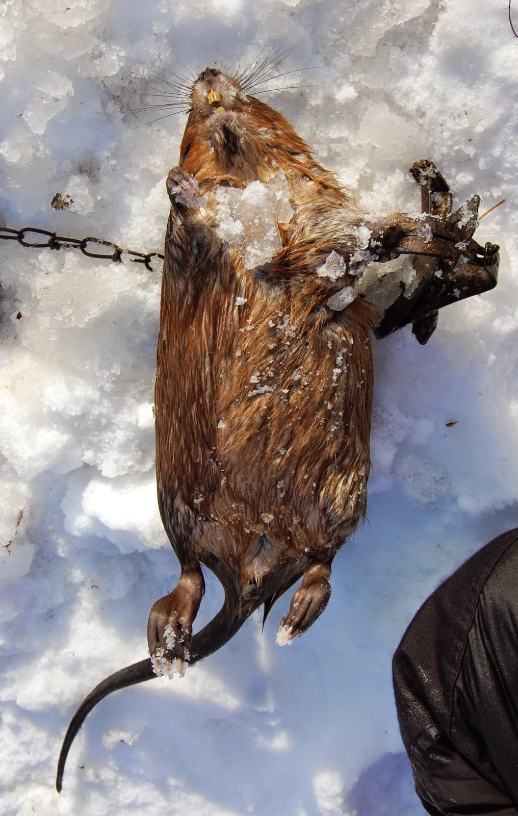 Carmel Hillbillies: Muskrat Trapping in Maine ~An Outdoors, Maine Post!